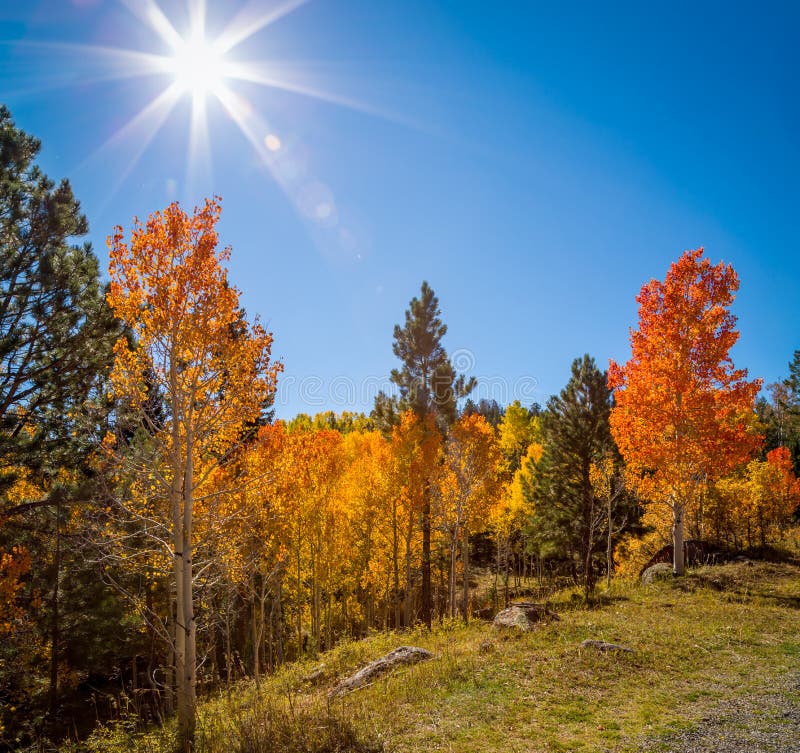 Fall tree landscapes stock photo. Image of park, payson - 63703544