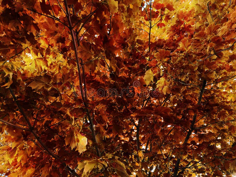 Fall Tree Leaf Maple Leaves Seasons Autumn Changing Color Trees Holiday ...