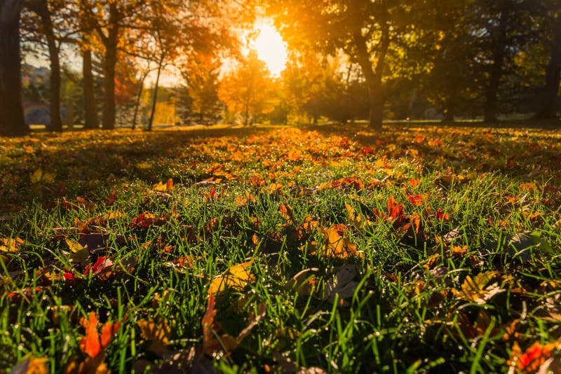 Fall tree leafs background stock image. Image of morning - 79410859