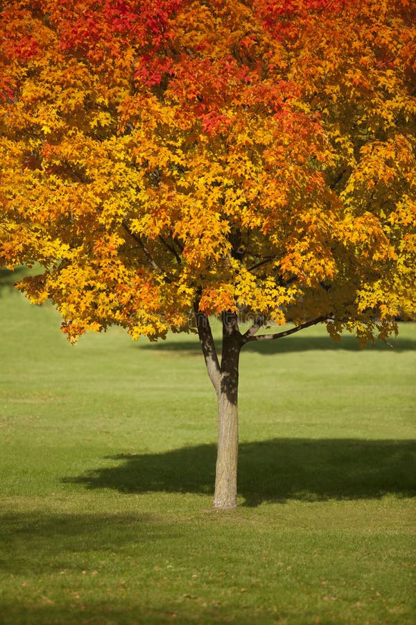Fall Tree stock image. Image of green, maple, nature - 34709293