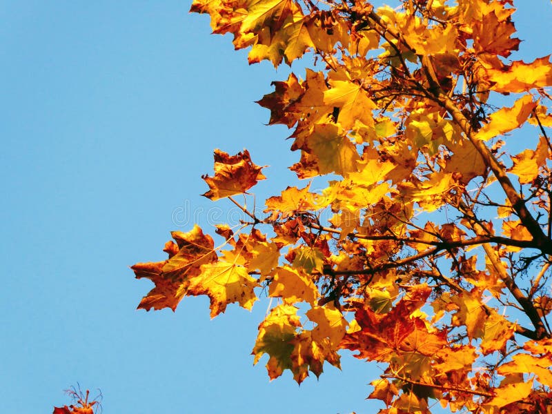 Fall Tree Leaves, Trees with Blue Sky and Yellow Leaf. Stock Image ...