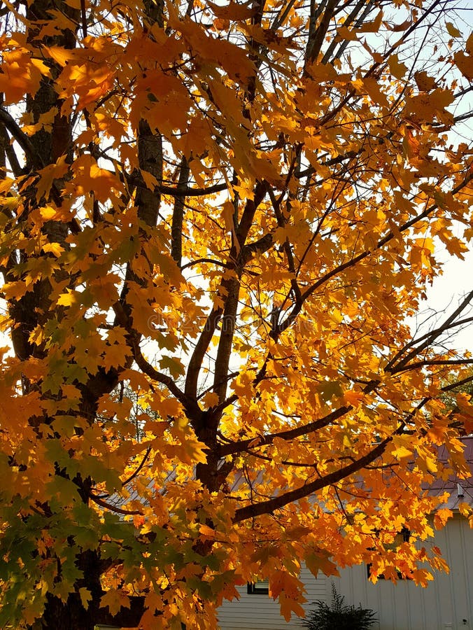 Fall Tree stock photo. Image of tree, leaves, turning - 82731314