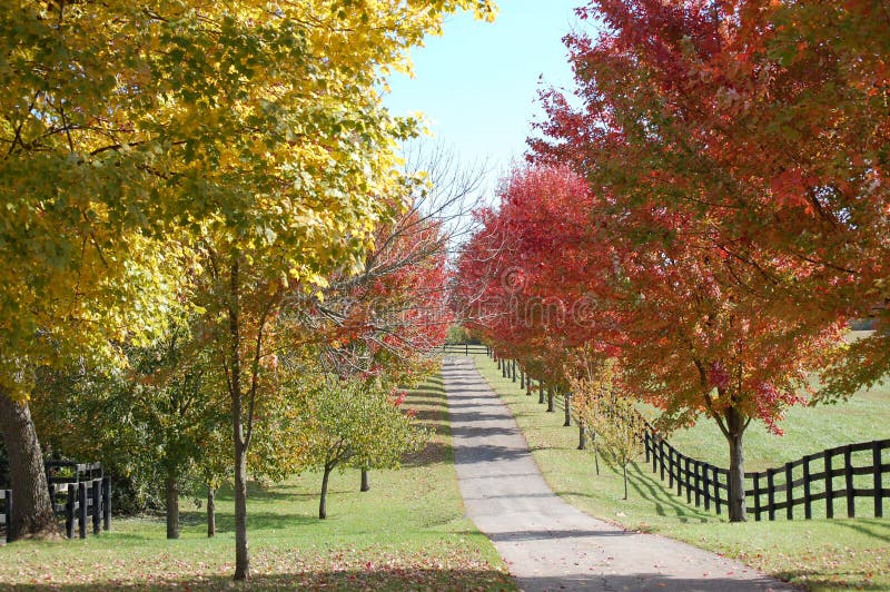 Fall stock photo. Image of landscape, grass, yellow, deciduous - 58937998