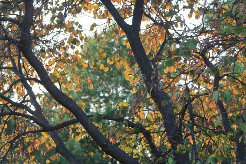 Fall Tree in Nature (Oklahoma) Stock Photo - Image of tree, trunk ...