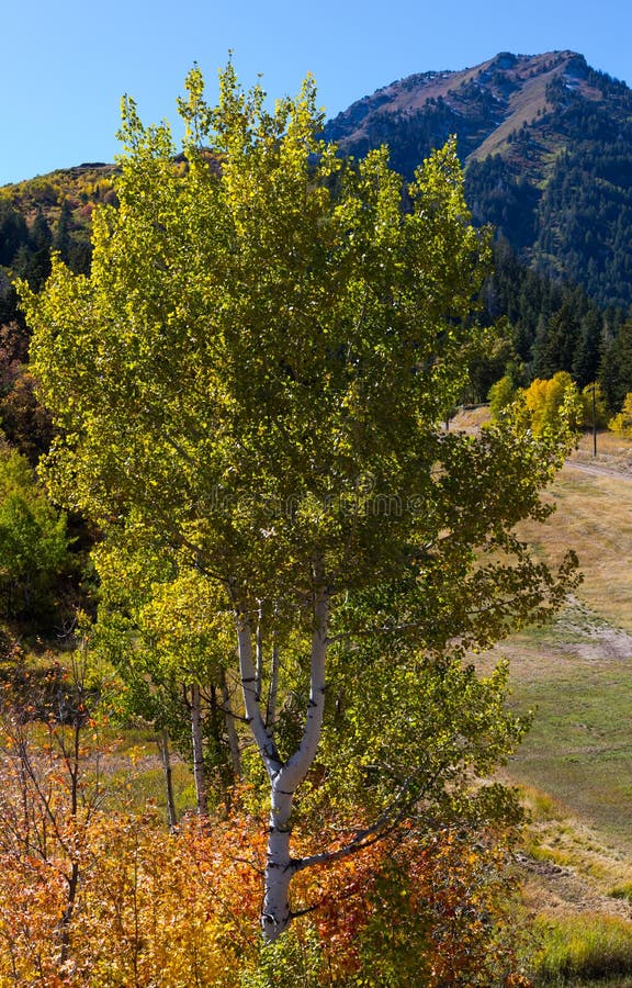 Fall Tree in Northern Utah Mountains Stock Photo - Image of utah, trees ...