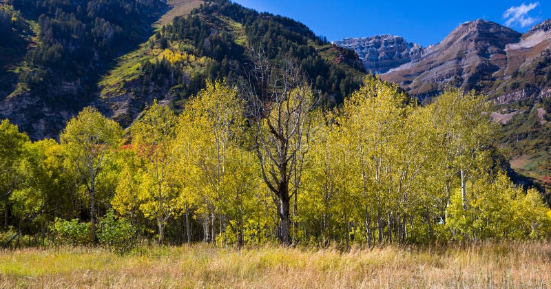 Fall Tree Patch in Northern Utah Mountains Stock Image - Image of ...