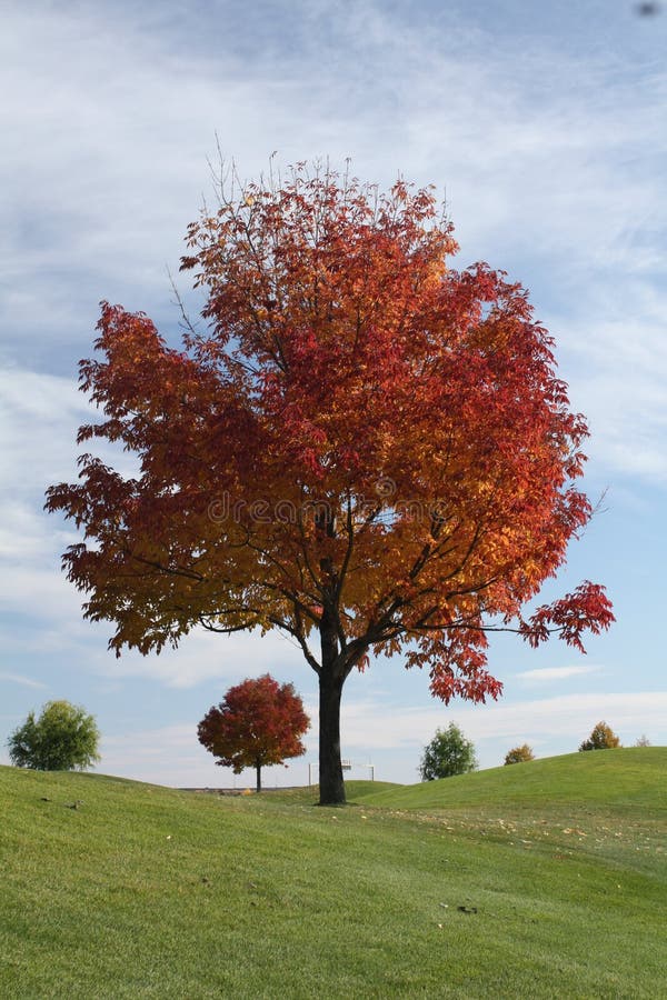 Fall tree stock image. Image of eastern, green, fall - 35167899