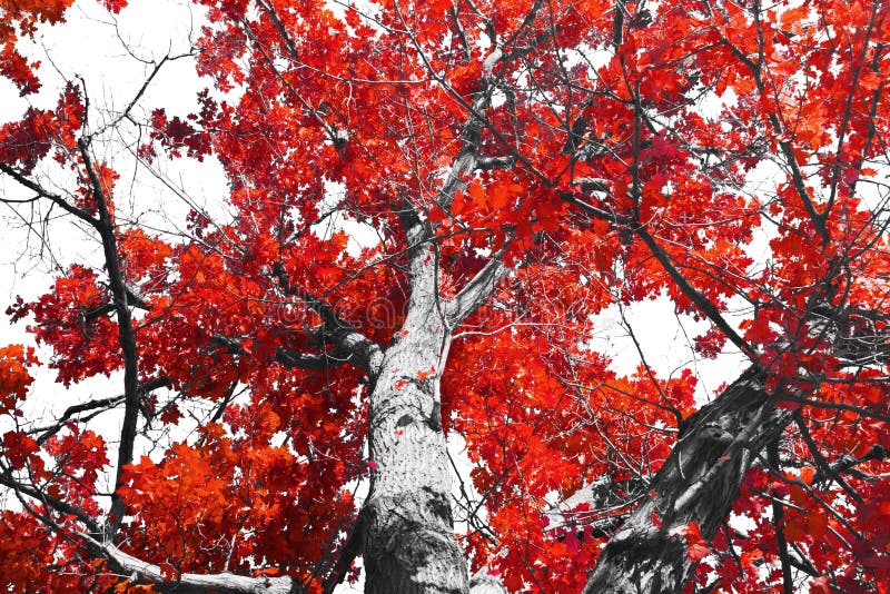Fall Tree White Background