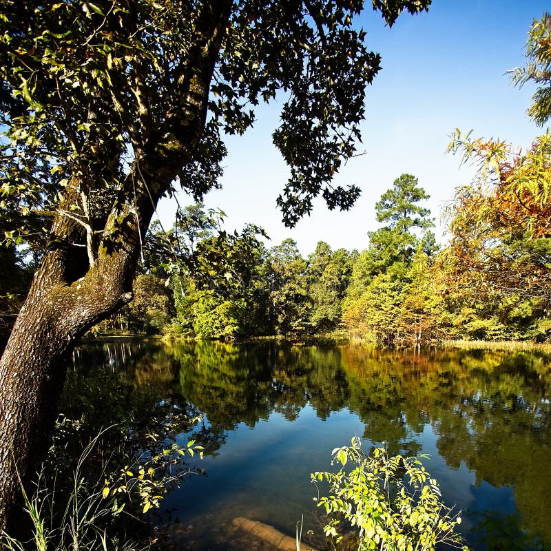 1,268,899 Fall Tree Photos - Free & Royalty-Free Stock Photos from ...