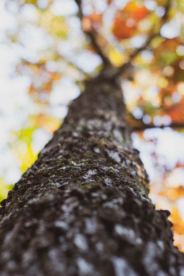 A Fall Tree S Bark, Alabama 2017. Stock Image - Image of wood, yellow ...