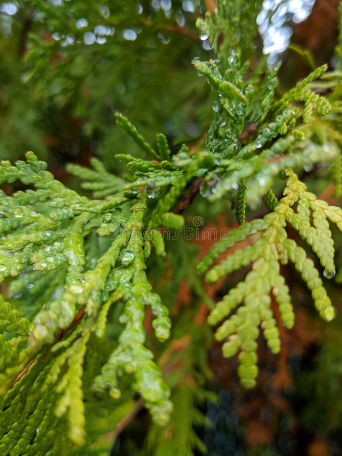 Fall Tree Season Change Nature Stock Photo - Image of season, fall ...