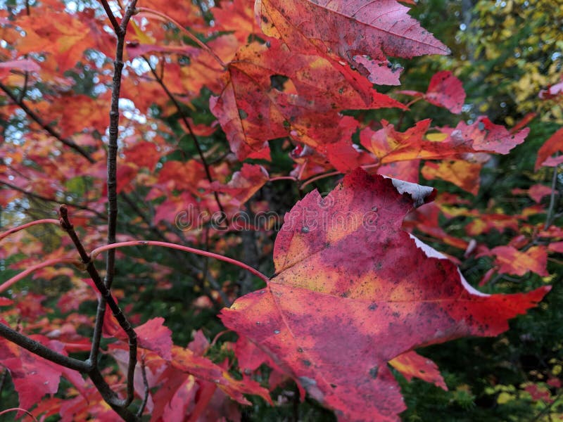 Fall Tree Season Change Nature Stock Image - Image of tree, fall: 128543791