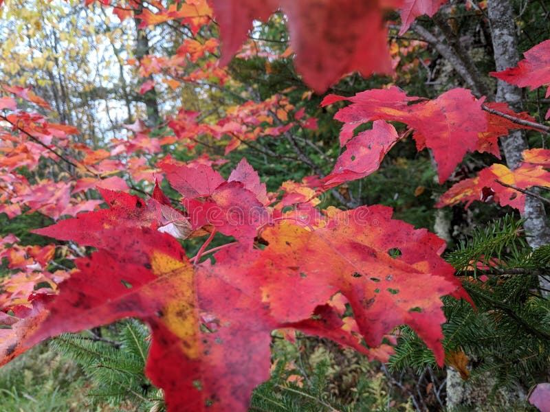 Fall Tree Season Change Nature Stock Image - Image of tree, nature ...