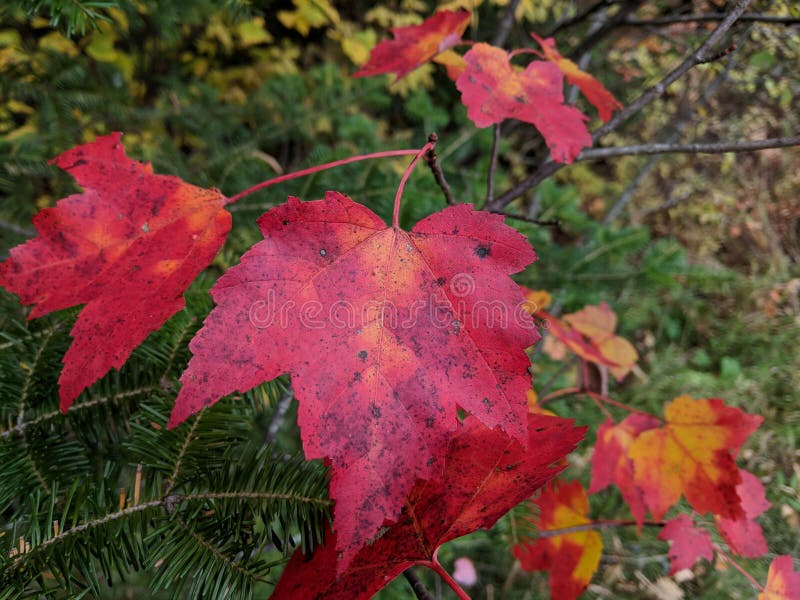 Fall Tree Season Change Nature Stock Image - Image of season, change ...