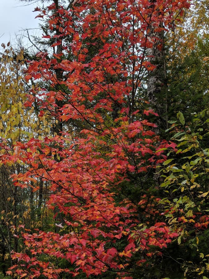 Fall Tree Season Change Nature Stock Photo - Image of fall, tree: 128543816