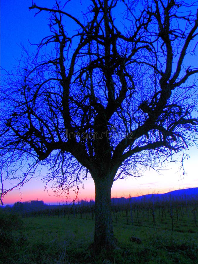 Fall Tree in Sunset stock photo. Image of trees, rural - 106690040