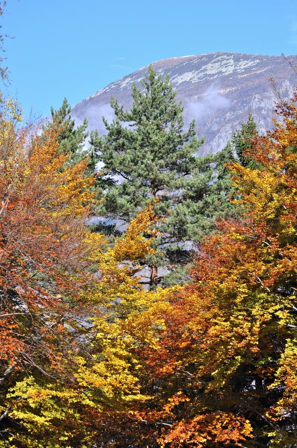 Fall trees stock image. Image of autumnal, alps, seasonal - 16830217