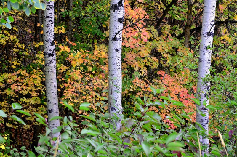 Fall Trees stock photo. Image of high, bark, limbs, background - 26892336