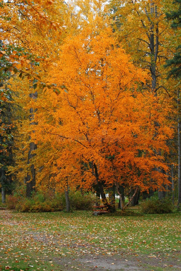 Fall Trees stock photo. Image of autumn, leaves, season - 3286224