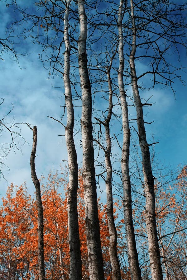 Fall Trees stock image. Image of green, bark, woods, branches - 3891029