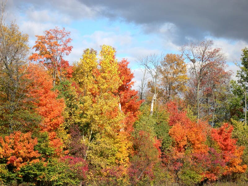 Fall Trees stock image. Image of colors, nature, leaves - 619515