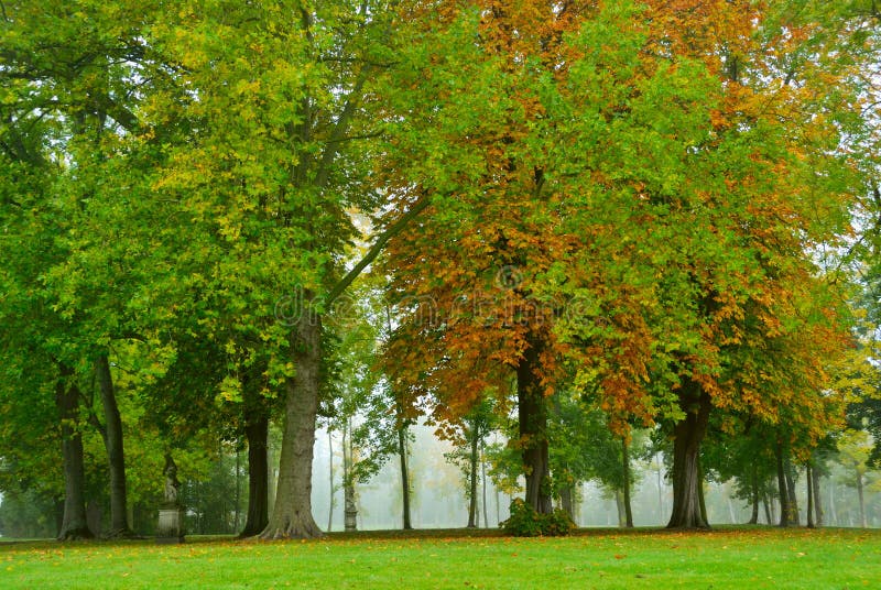 Fall Trees stock photo. Image of plant, beautiful, season - 7177316