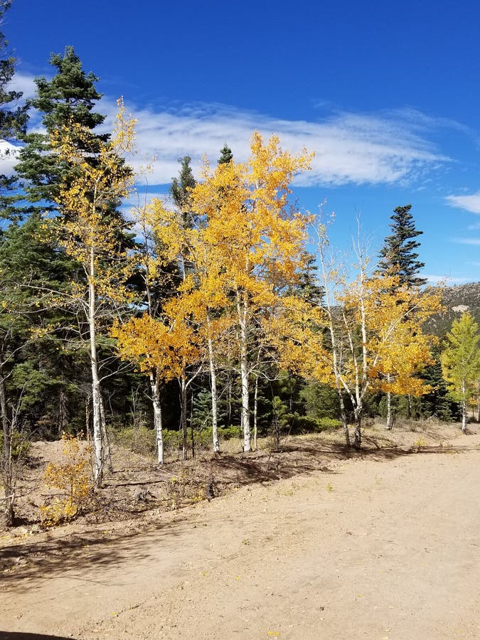 Fall Aspen Trees stock image. Image of daylight, leaf - 19717221