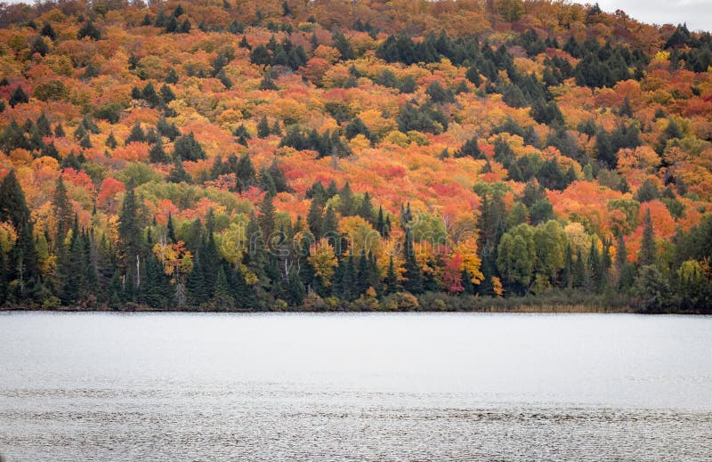 Fall Trees in Fall in Algonquin Stock Image - Image of leaf, foliage ...