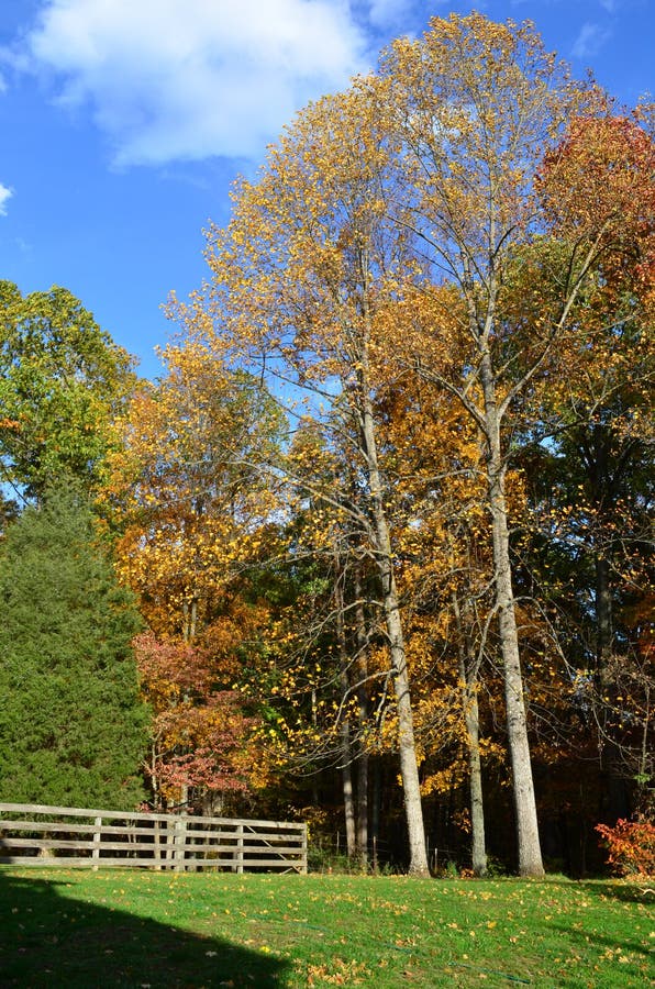 Fall Trees stock image. Image of beautiful, gren, yellow - 41367697