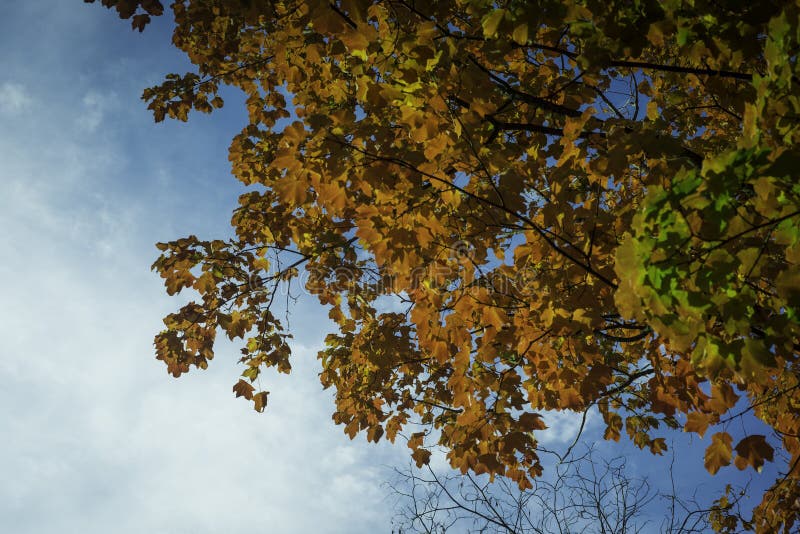 Fall Trees with Blue Sky stock photo. Image of autumn - 42284742