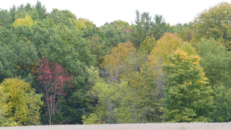 Fall Trees in the Breeze stock photo. Image of lush, sunny - 81108676