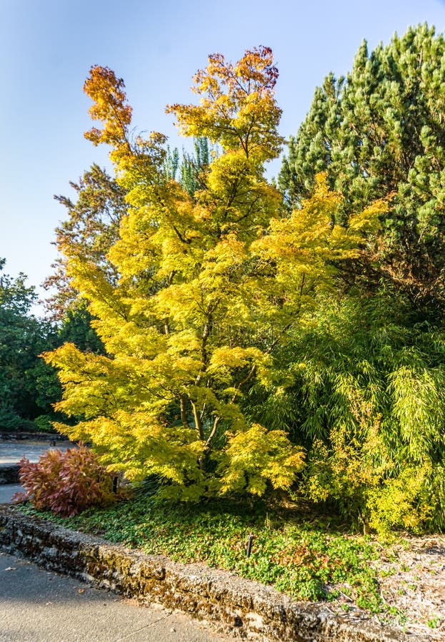 Fall Trees at College 2 stock photo. Image of seattle - 259754656