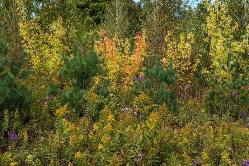 Fall trees stock image. Image of woods, trees, ontario - 83843017