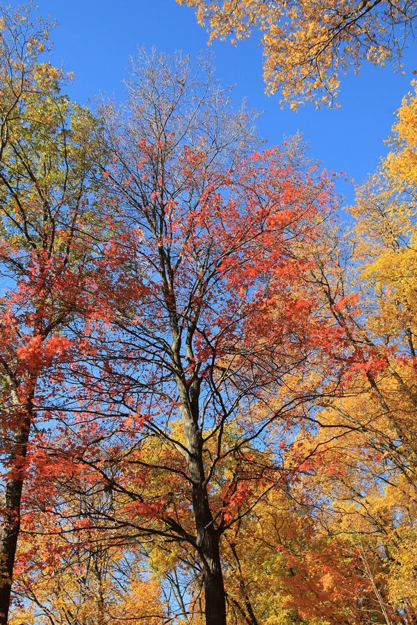 Fall Trees stock image. Image of leaves, background - 295156229