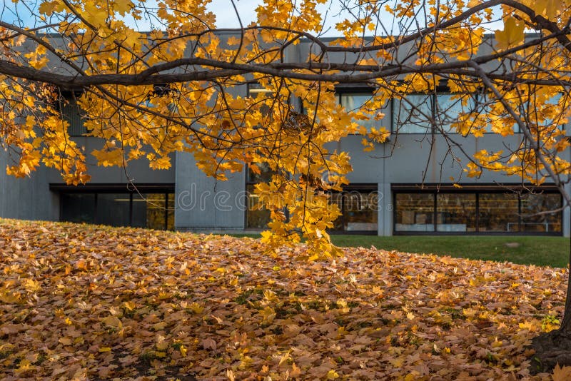 Fall trees stock image. Image of fall, slope, outdoors - 85216873