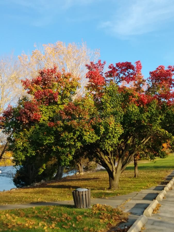 Fall trees stock photo. Image of fall, colors, trees - 139659562
