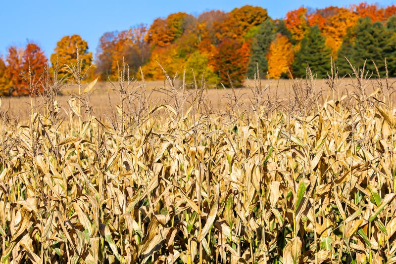 Wisconsin corn harvest stock photo. Image of wisconsin - 27309950