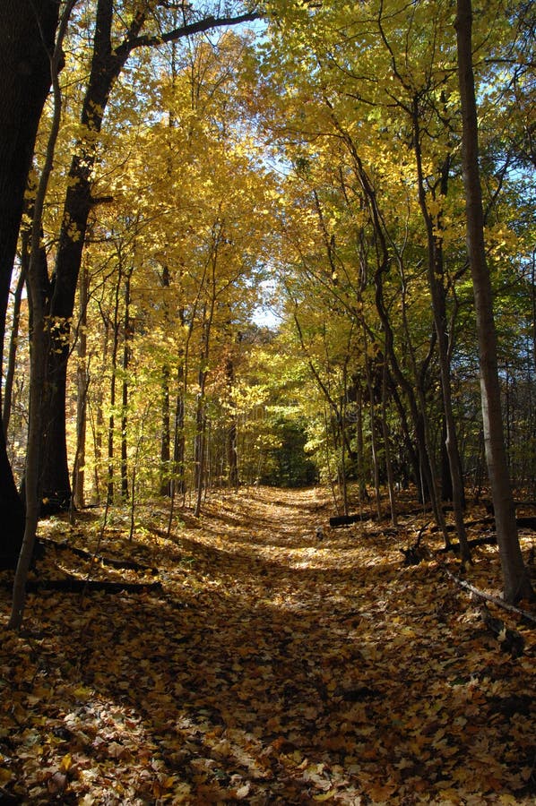 Fall trees on country path stock photo. Image of autumnal - 163014668