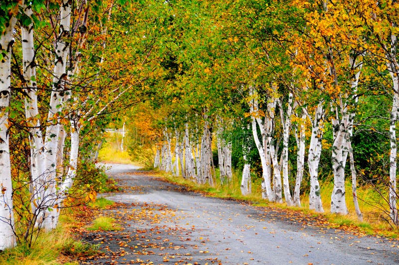 Fall trees on country road stock photo. Image of winter - 7742538