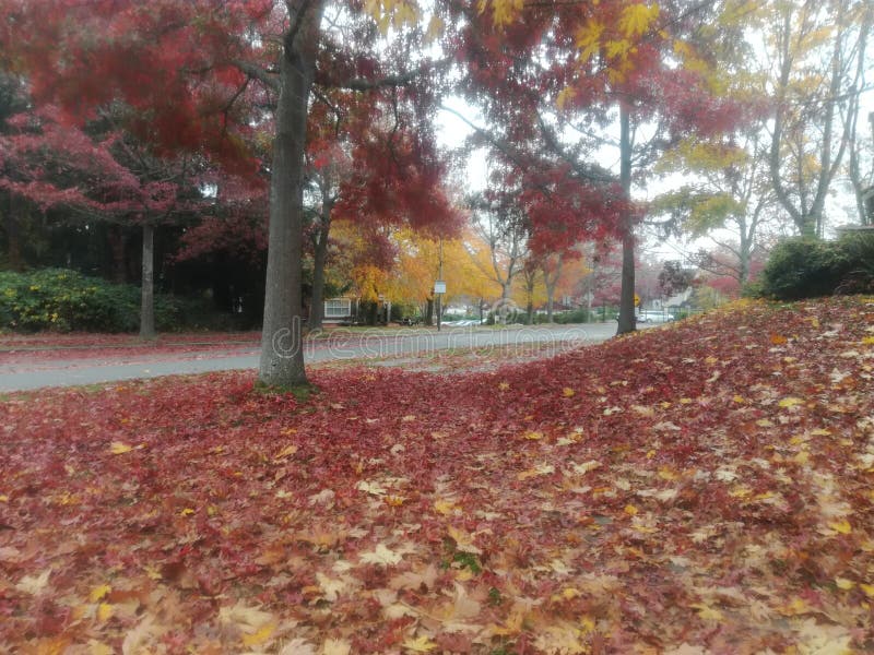 Fall trees stock photo. Image of nice, trees, fall, colors - 130935956