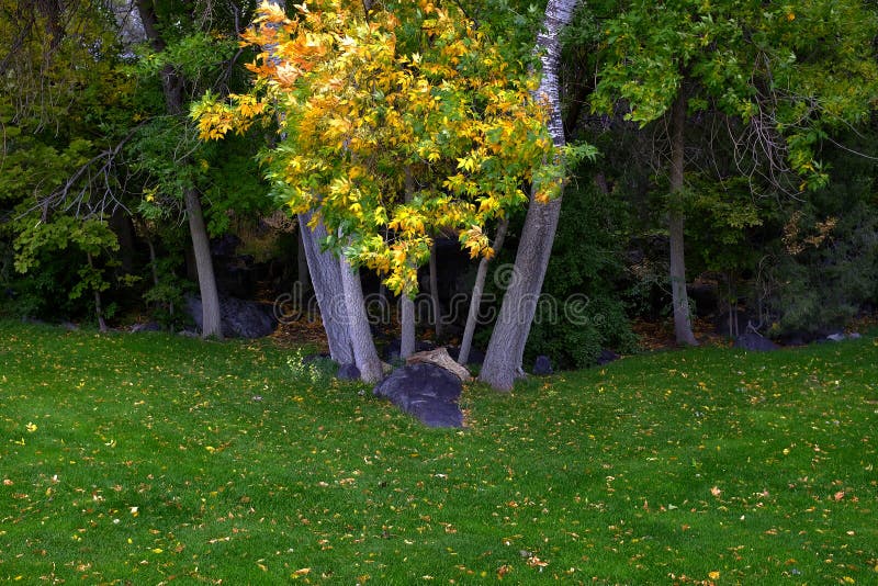 Fall Trees with Golden Leaves in Park Green Grass Stock Photo - Image ...