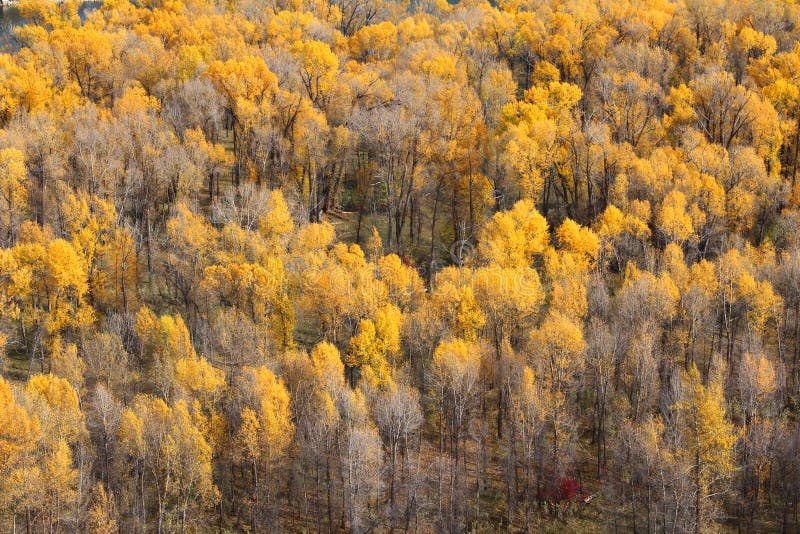 Fall Trees stock image. Image of group, landscape, walking - 56912655