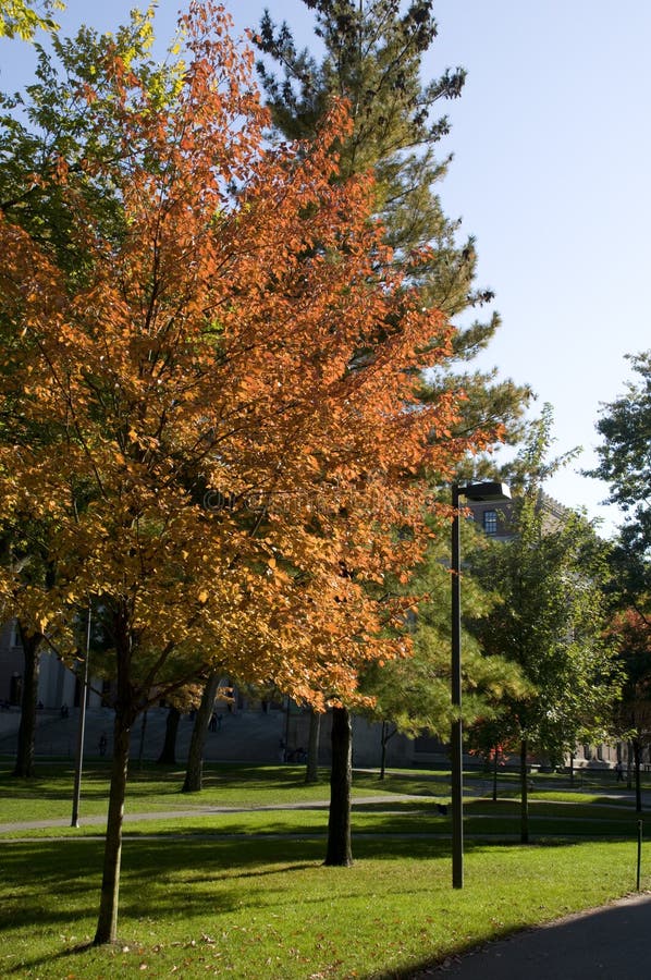 Fall Trees at Harvard stock photo. Image of harvard, architecture ...
