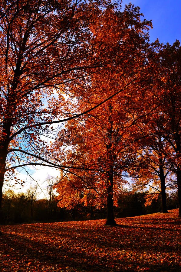 Fall Trees stock image. Image of trees, fall, harvest - 47640583