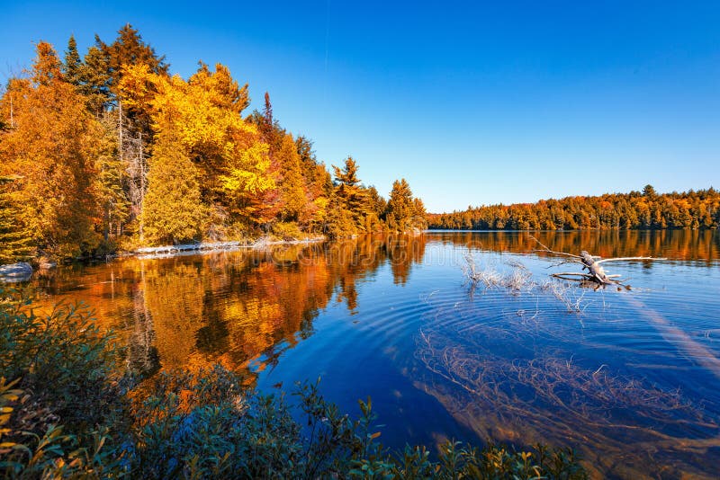 Fall trees with lake stock photo. Image of fall, leaves - 100413628