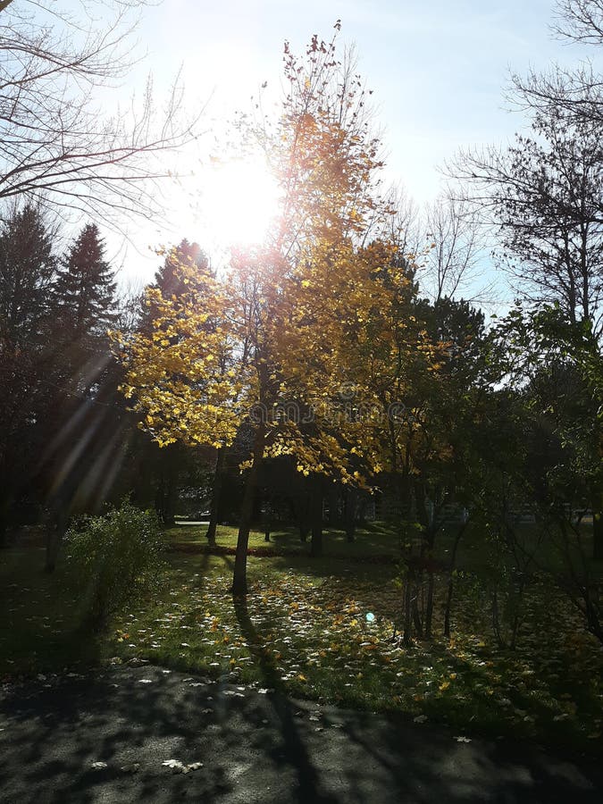 Fall Trees in Mn stock image. Image of fall, trees, sunset - 162251997