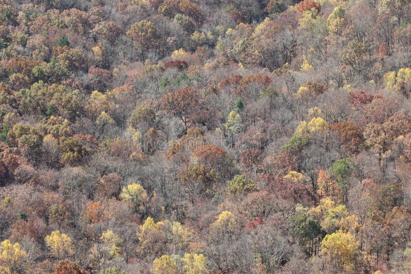 Fall Trees on Mountainside, Horizontal Stock Image - Image of mountains ...