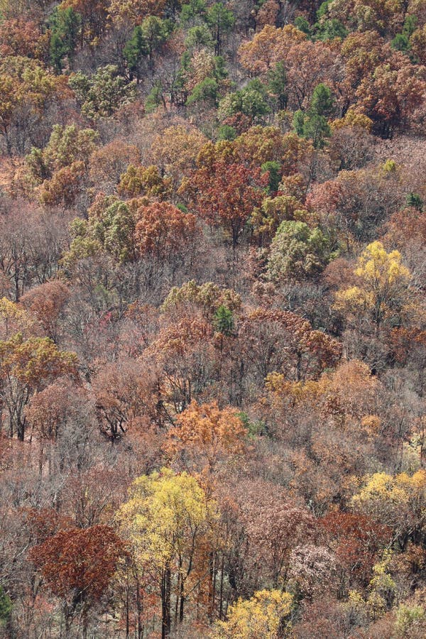 Fall trees on mountainside stock photo. Image of tree - 201949980