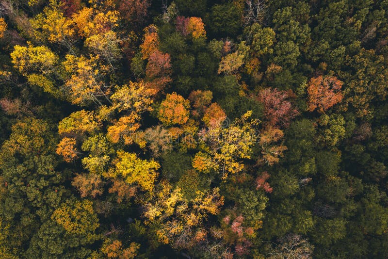 Fall Trees from overhead stock photo. Image of fall - 139955896
