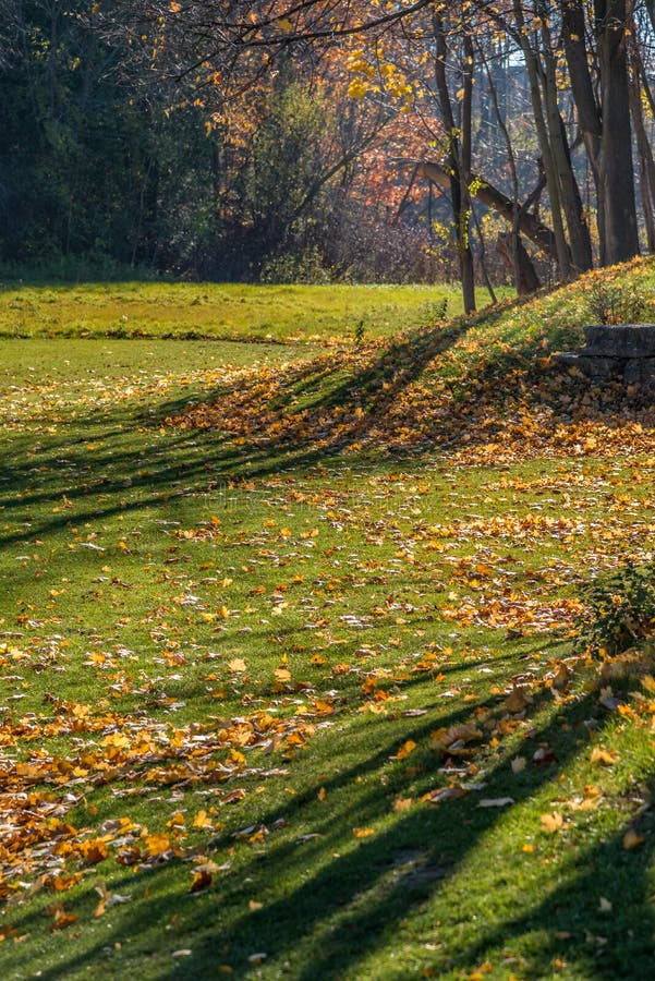 Trees in fall time stock photo. Image of brown, autumn - 182644684
